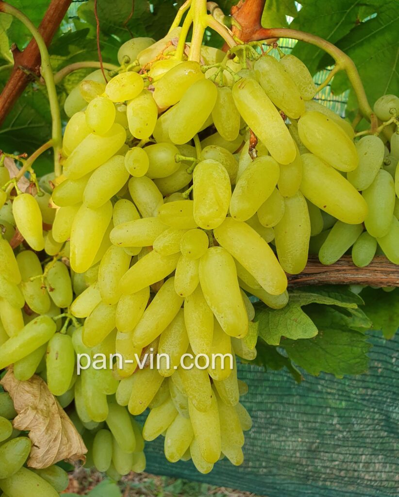 Кишмиш Ламборджини — pan-vin.com