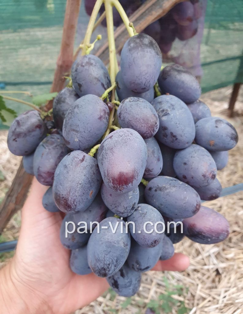 Матадор — pan-vin.com