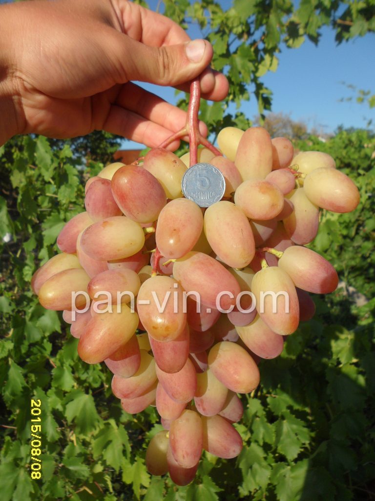 Преображение — pan-vin.com