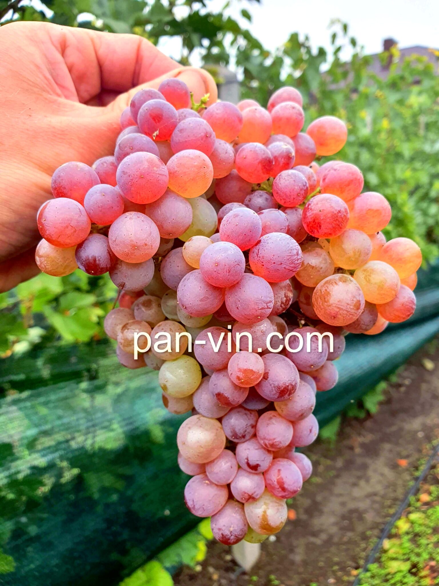 pan-vin