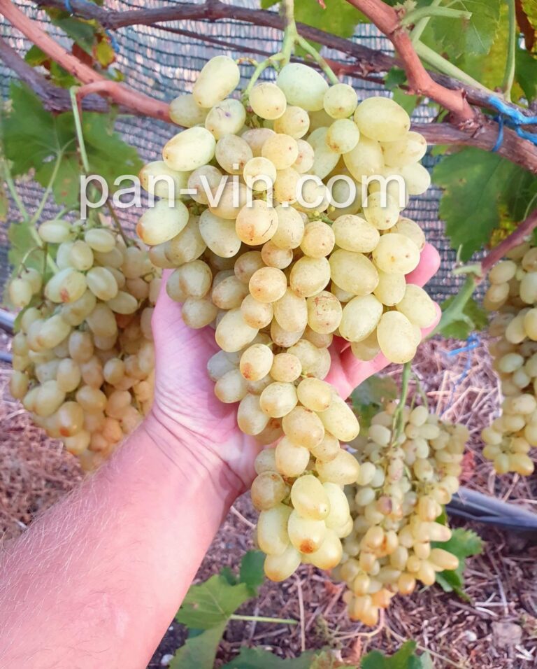 Сорта винограда — pan-vin.com